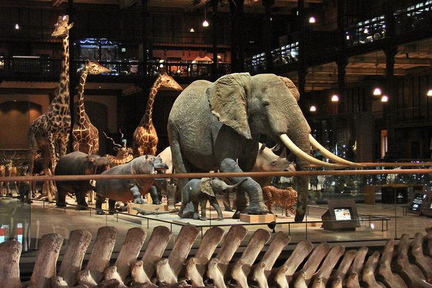 59 Unusual, Fun and Quirky Activities to Do in Paris