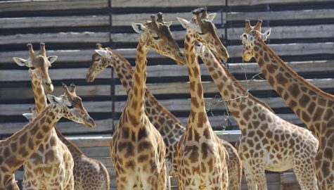 20 Things to Do with a Baby in Paris: Must-Visit Spots