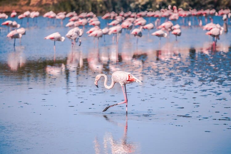 17+ Beautiful Nature Scenes in France (You’ll Fall in Love With These ...