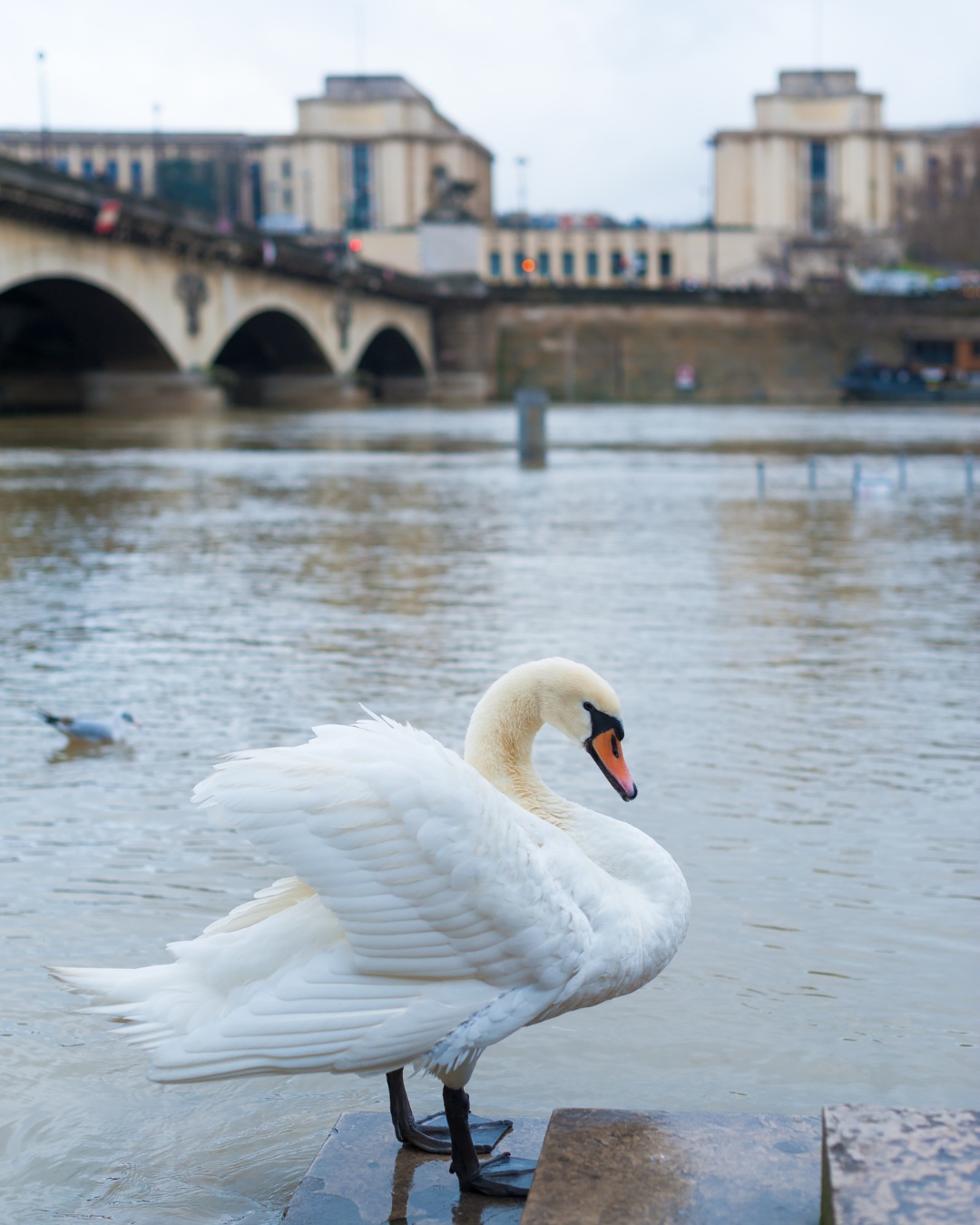 Seine Water in 'Alarming' Condition 100 Days Before the Olympics